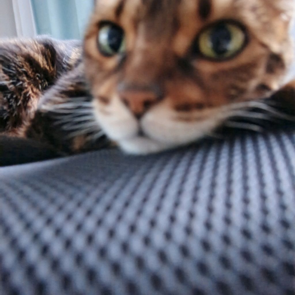 Иконка канала Норка 21 Гипард