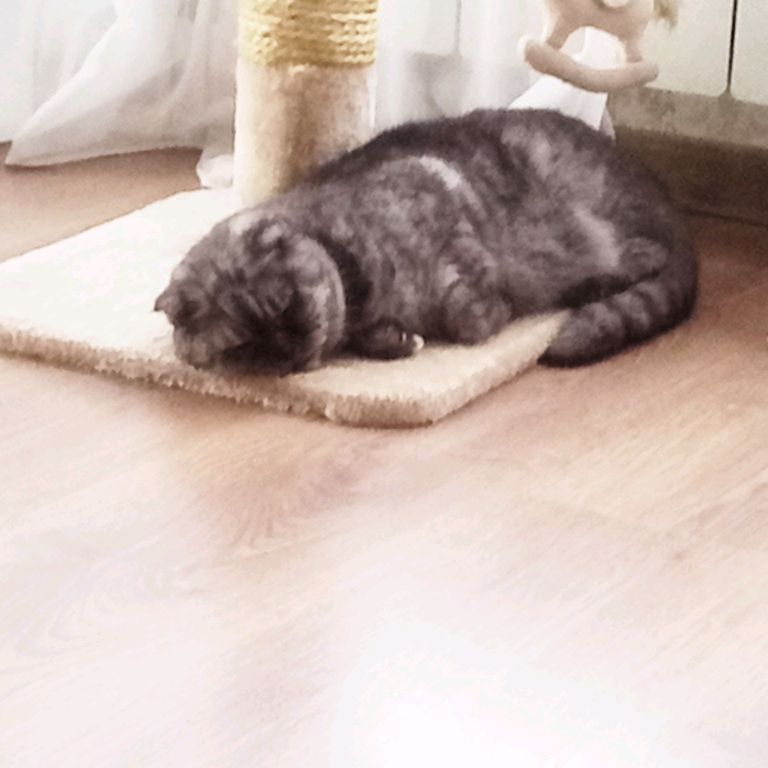 Иконка канала Бетти. Мяу. Мяу