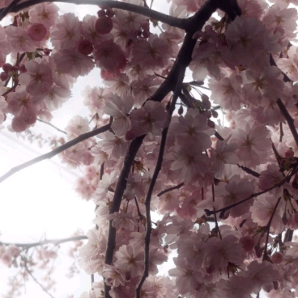 Иконка канала Miss Stesha