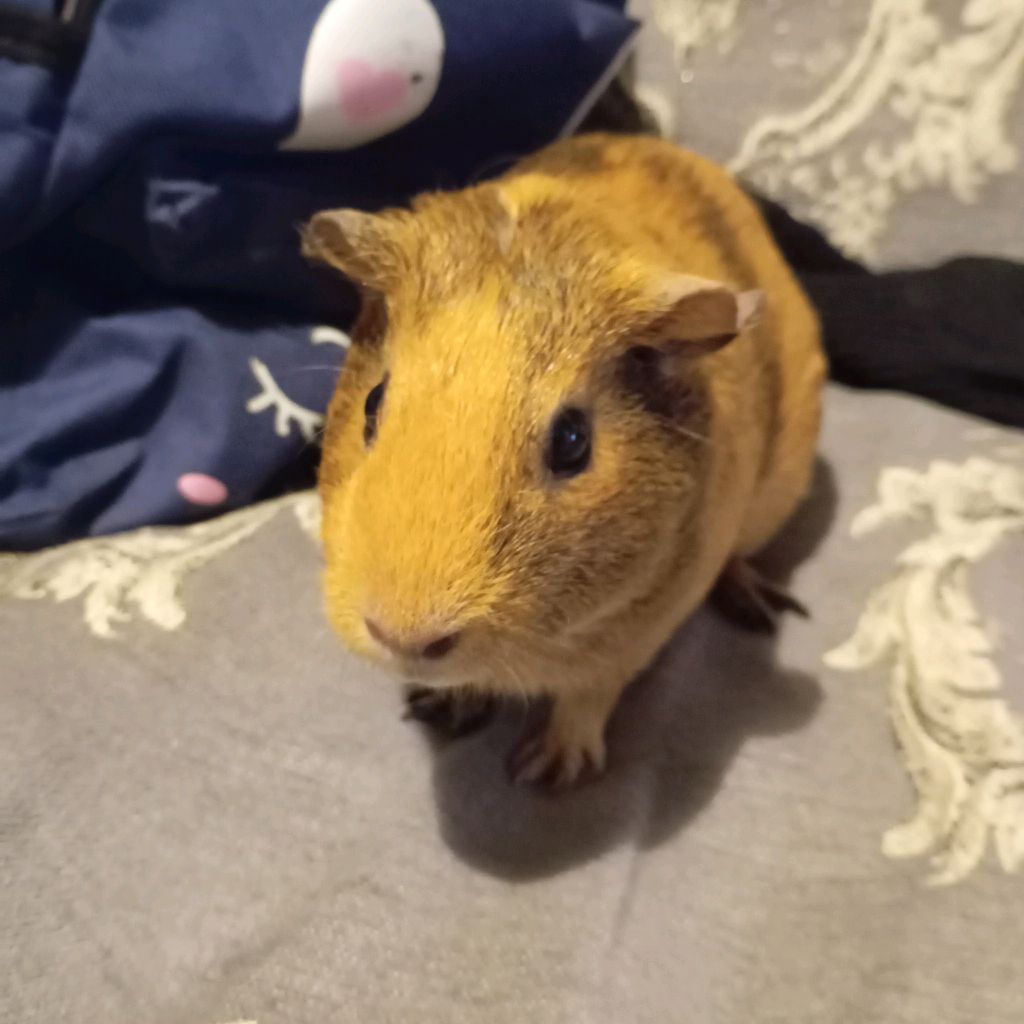 Иконка канала Алиса и Чили