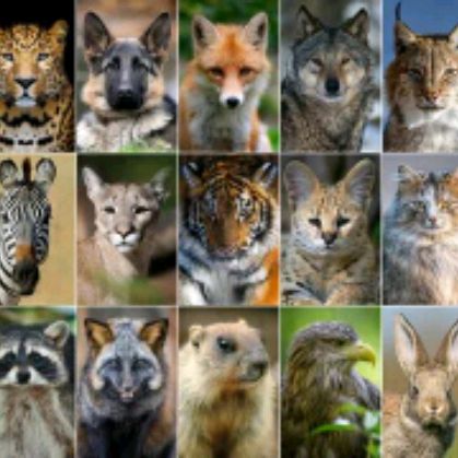 Иконка канала Зоолагия