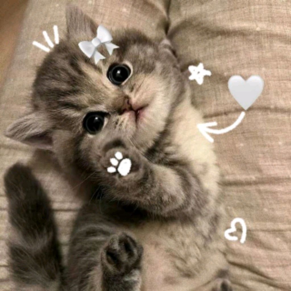 Иконка канала Мы  Котики!✔️💖