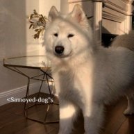 Иконка канала Samoyed-dog"🪽