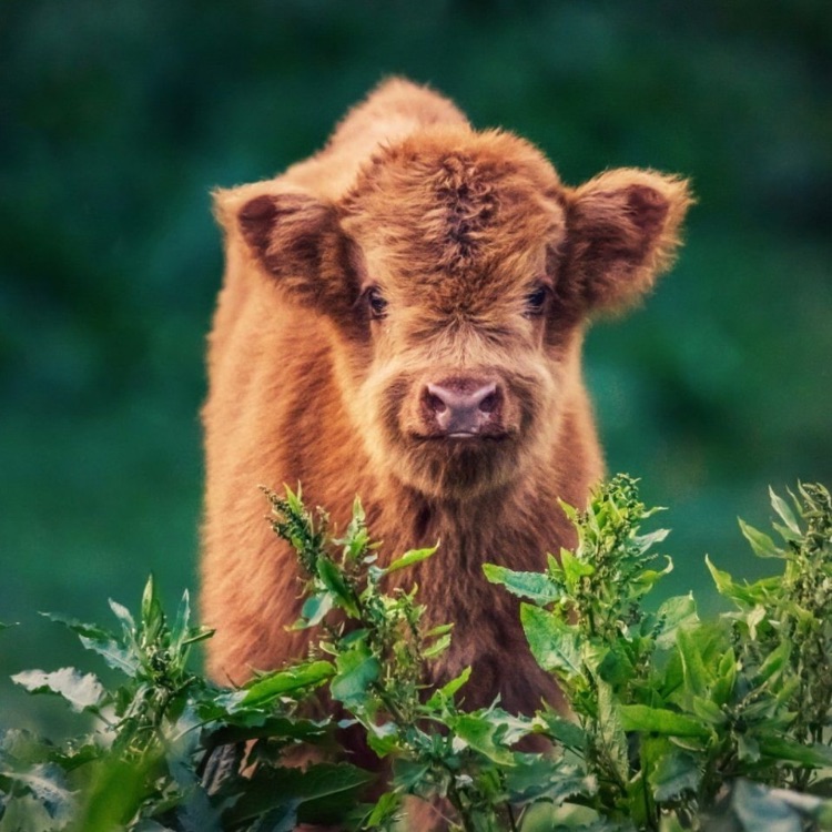 Иконка канала Откорм и Уход для КРС