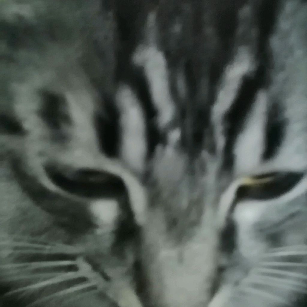 Иконка канала Кошанти Мяу Мяу