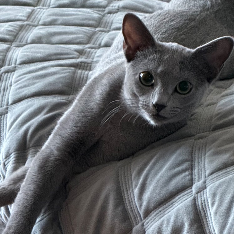 Иконка канала kisa_anfisa