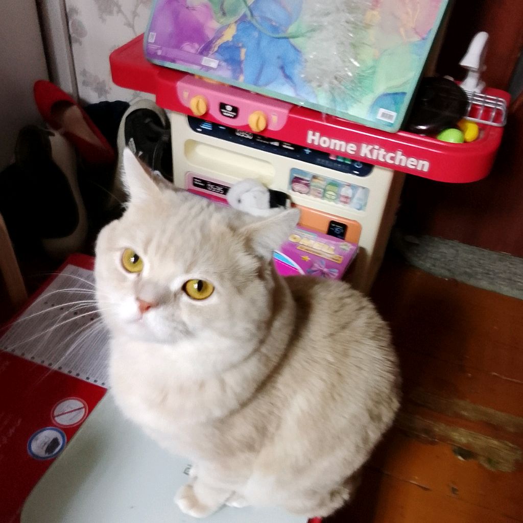 Иконка канала Шоколадный Кот