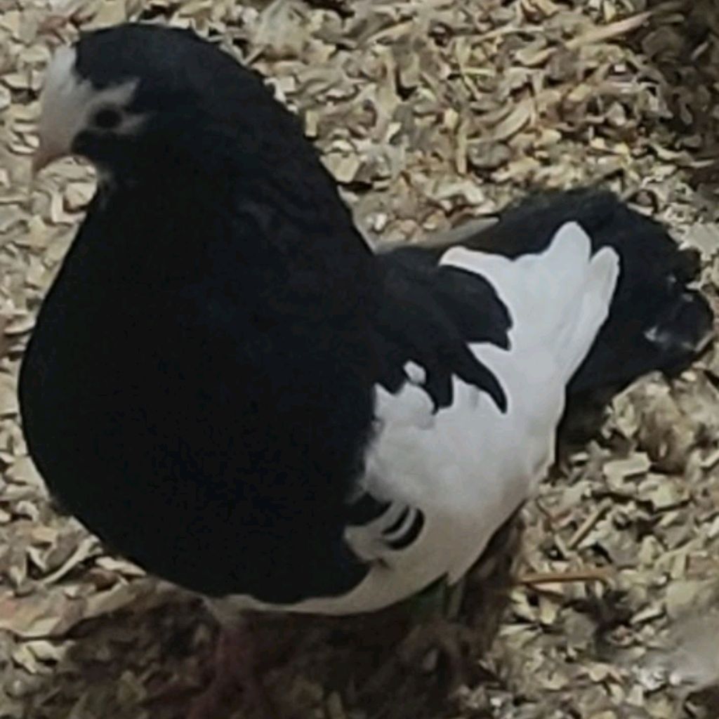 Иконка канала Курские Турмана(полигон Фатеж)