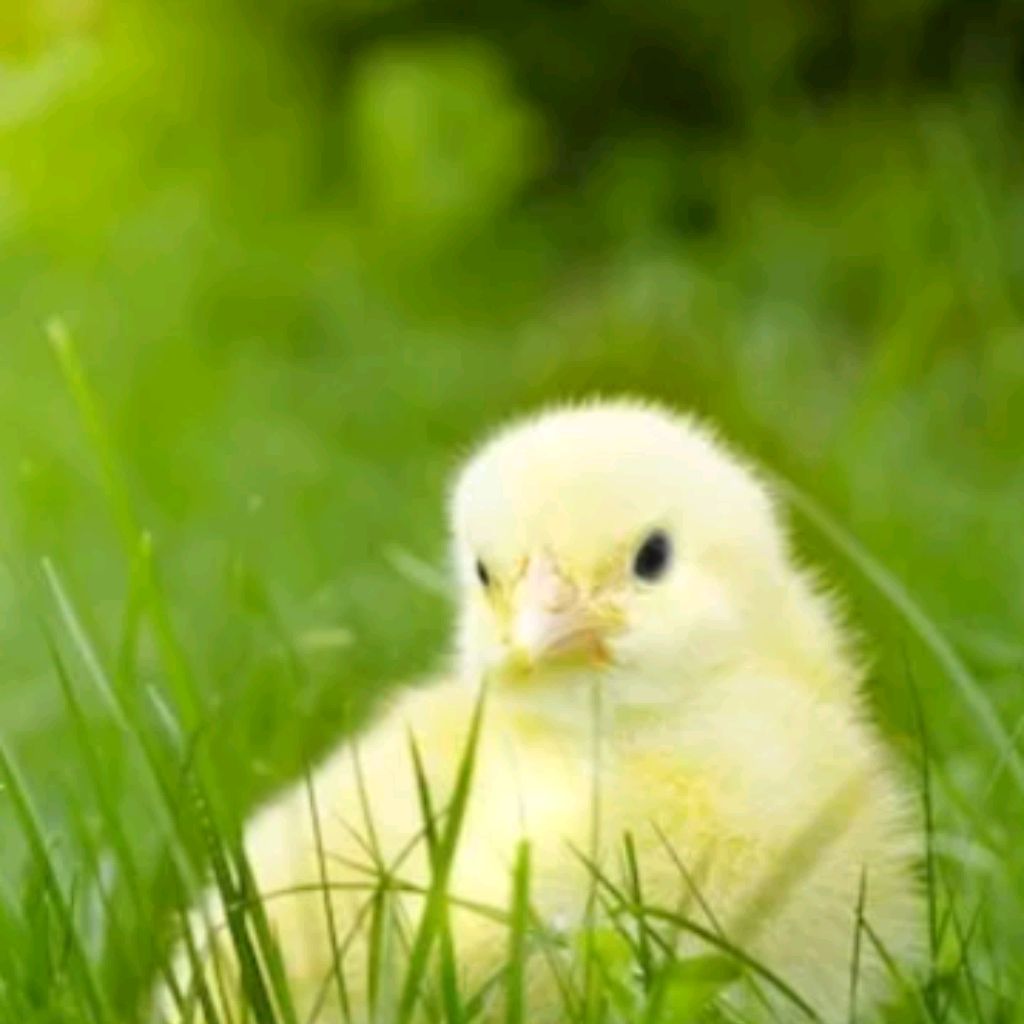 Иконка канала Максицыпа🐣🐣🐤🐤