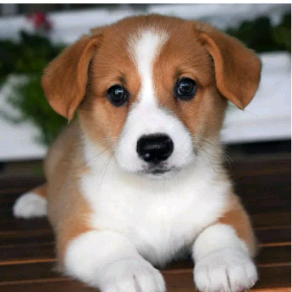 Иконка канала Поломоечные Машины - Винтелюторы