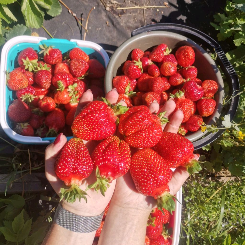 Иконка канала Ягода Урала