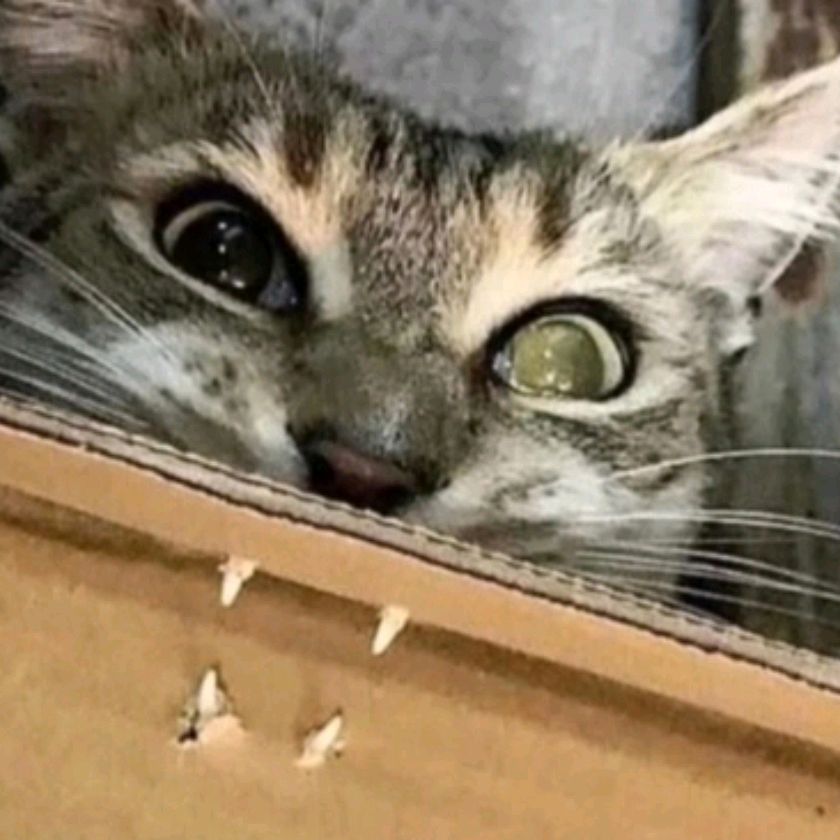 Иконка канала Saimon_Hartmann