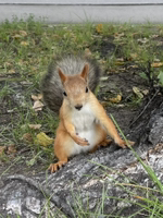 Иконка канала belkin_dom