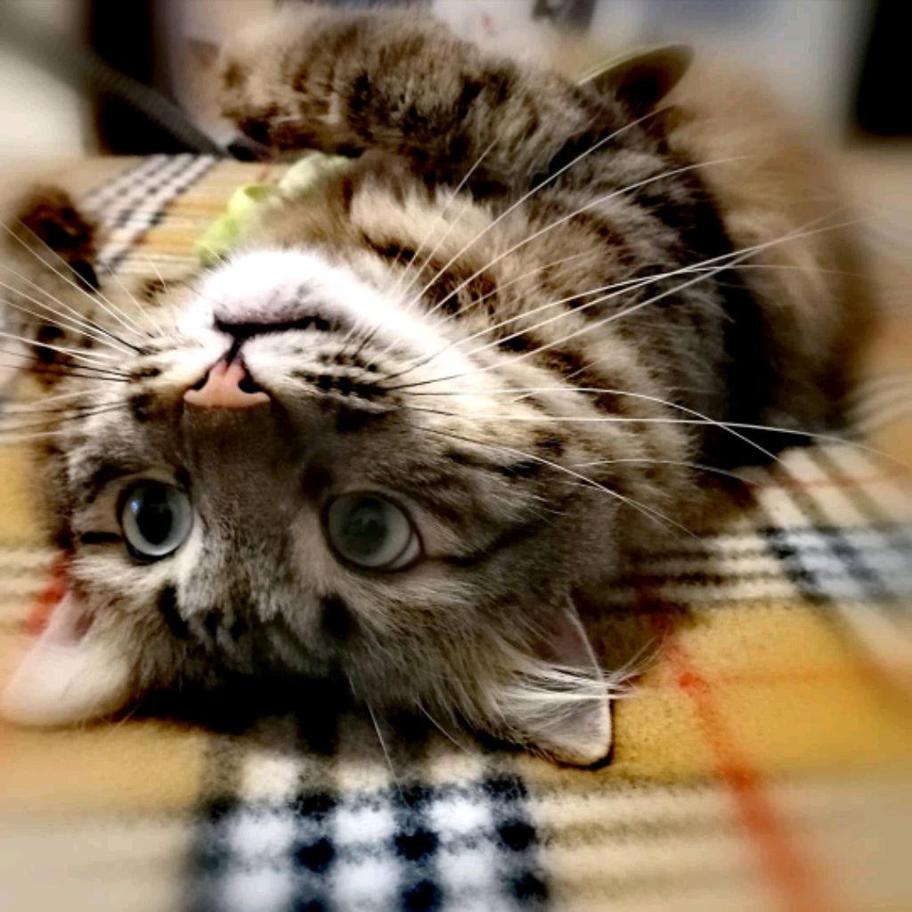 Иконка канала Мои мимимишки😺🐶