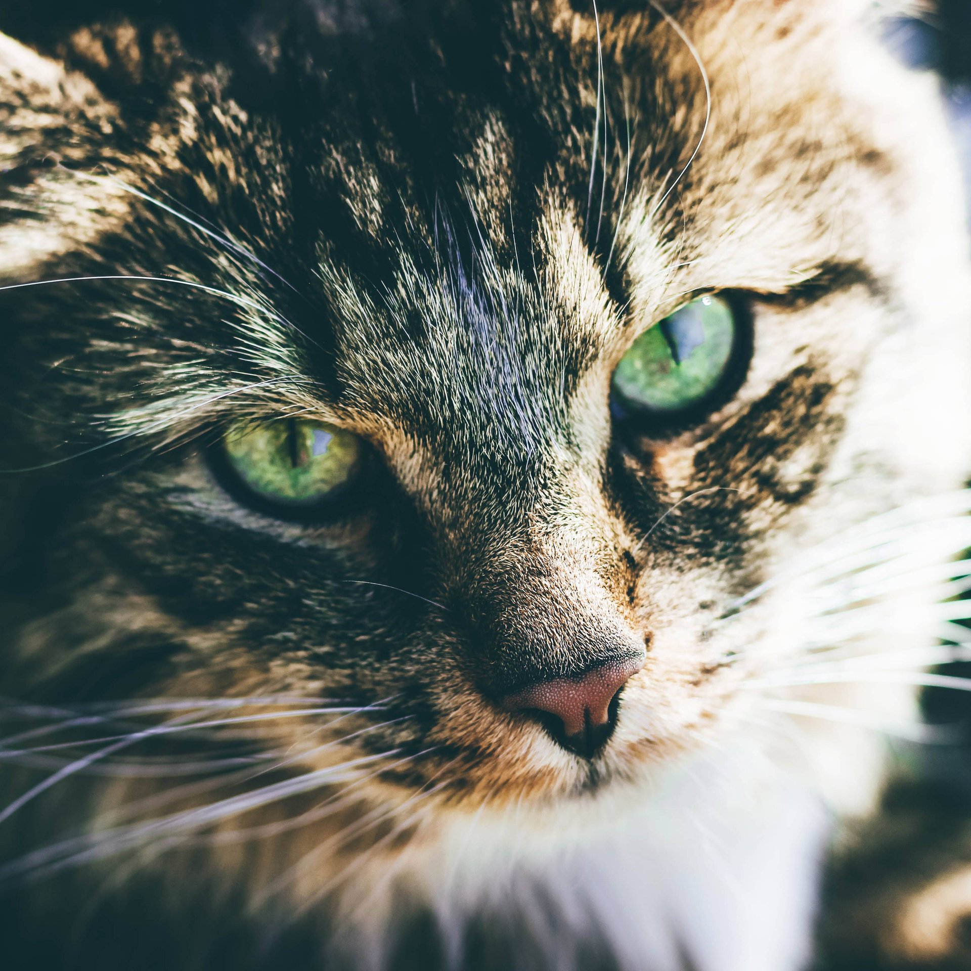 Иконка канала Деревенский край