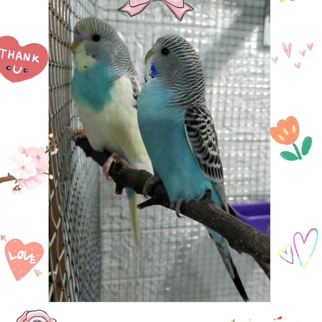 Иконка канала Уголок попугаев ??