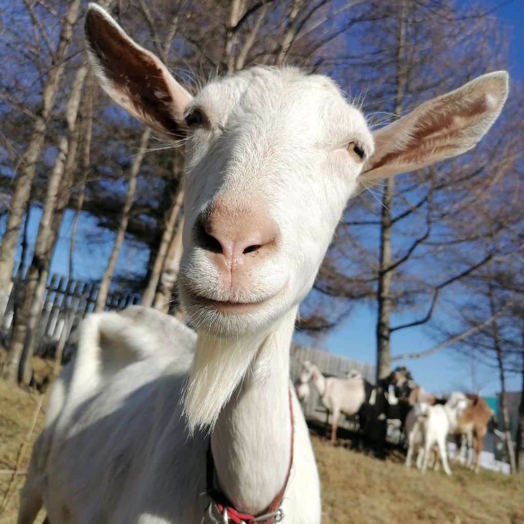 Иконка канала Koza79