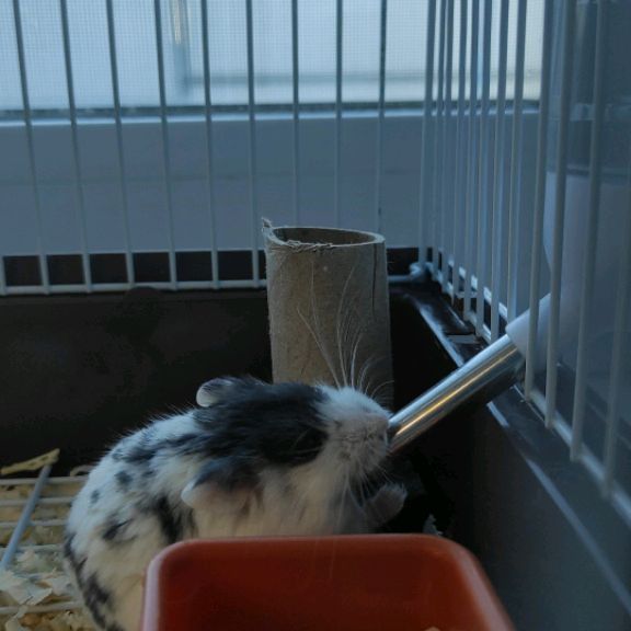 Иконка канала Хомячок Соня