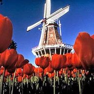 Иконка канала Голландские Семена тв