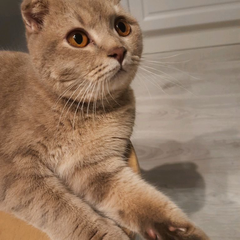 Иконка канала Channel