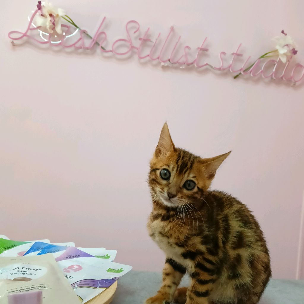 Иконка канала Тигр