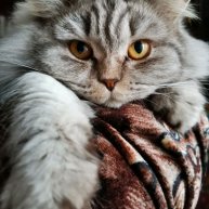 Иконка канала Мама дома