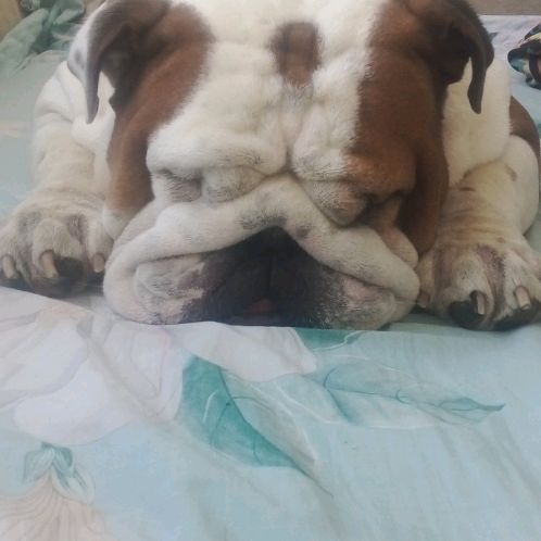 Иконка канала Англиский Бульдог Буч и ёж Ася