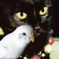 Иконка канала Кот Татоша и Морозко попугай