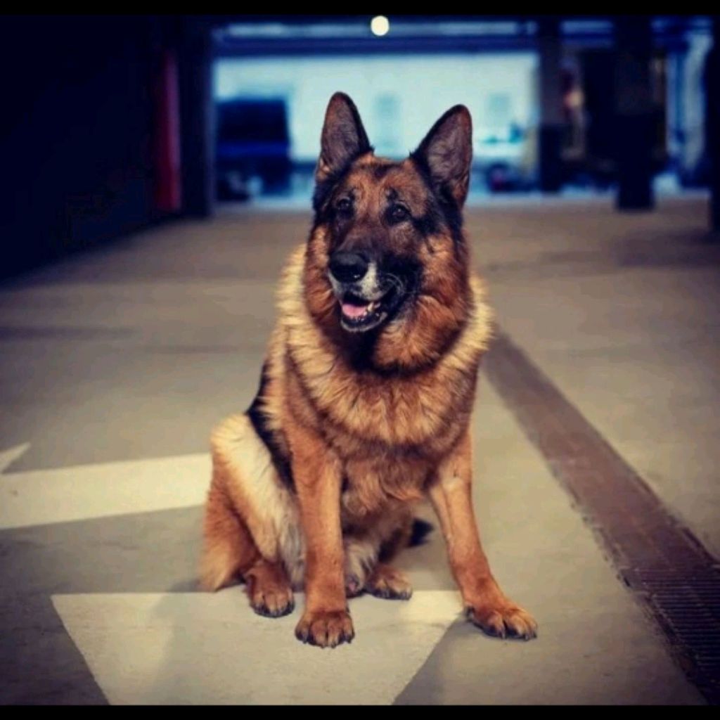 Иконка канала ??The forest wolf??