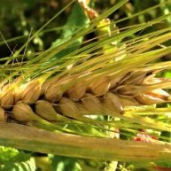 Иконка канала Практики психогигиены