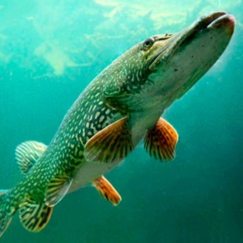 Иконка канала Рыбалка на связи