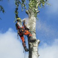 Иконка канала Дмитрий Спил деревьев