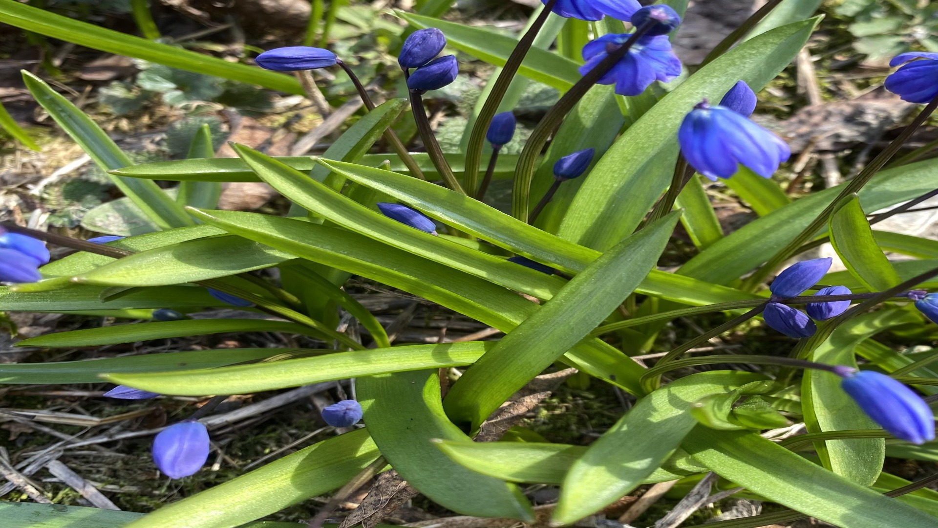 Иконка канала piapai