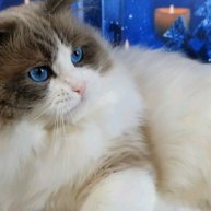 Иконка канала Ragdoll Family Кошки Матрёшки & CAT Barbie club