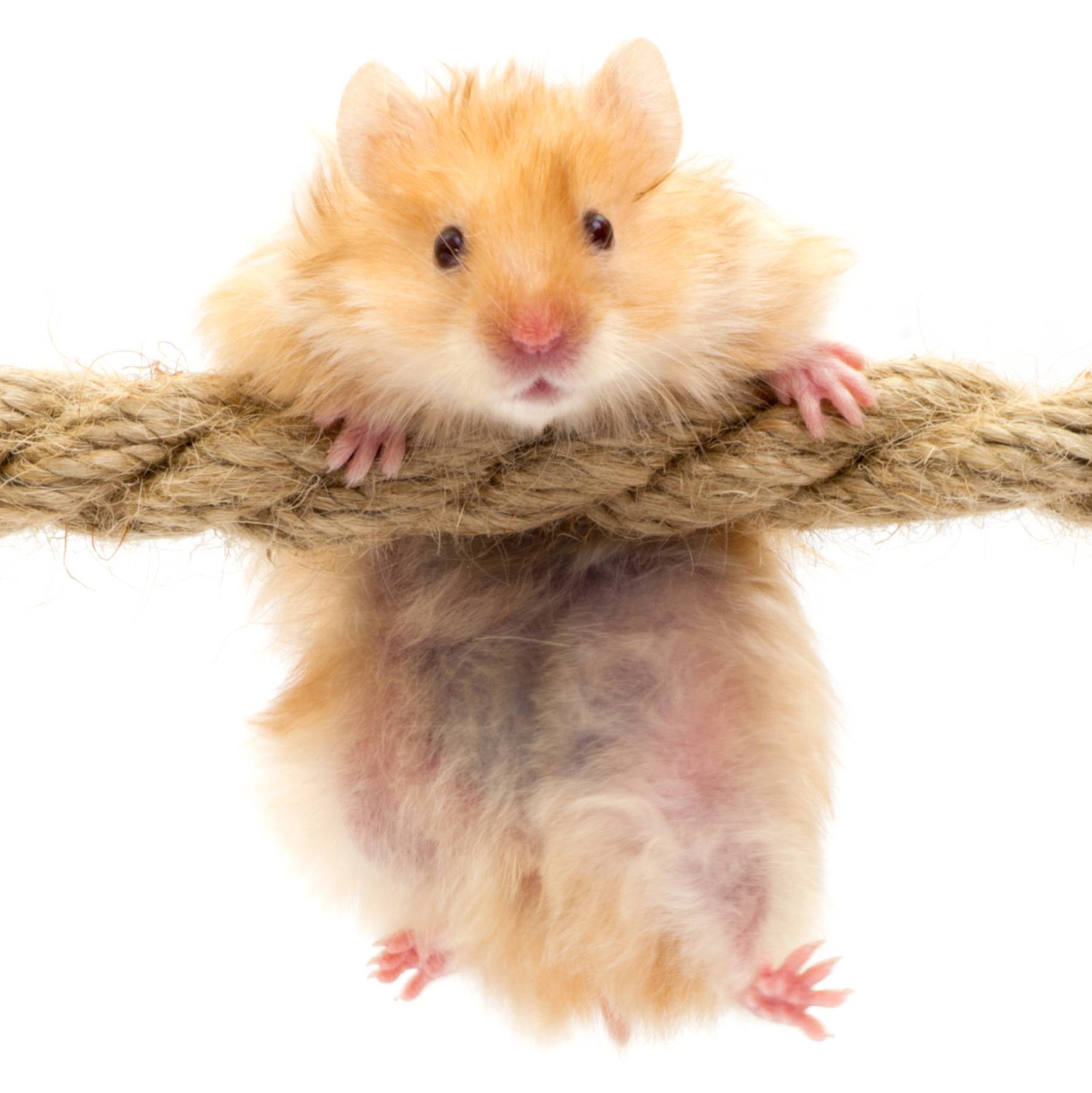 Иконка канала Funny_Hamsters