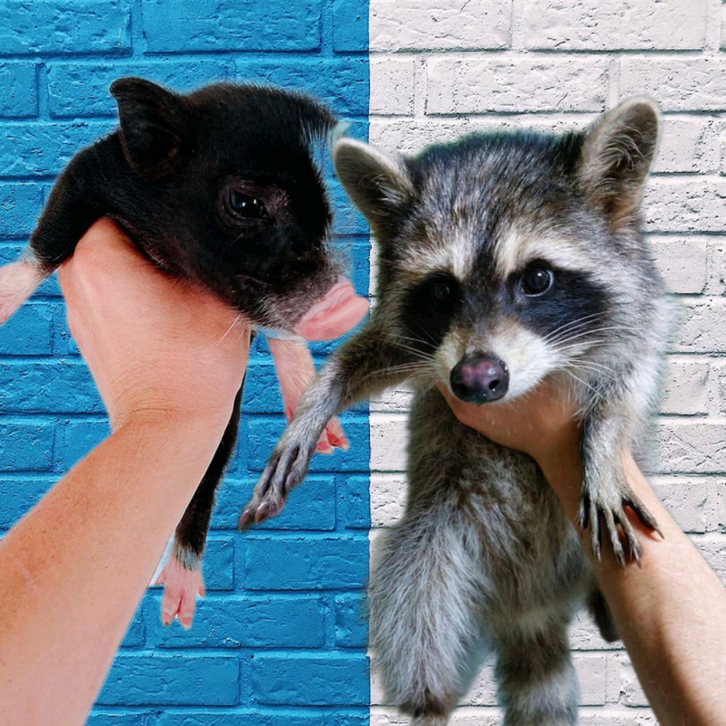 Иконка канала ЗооПитомник Енот&Пиг