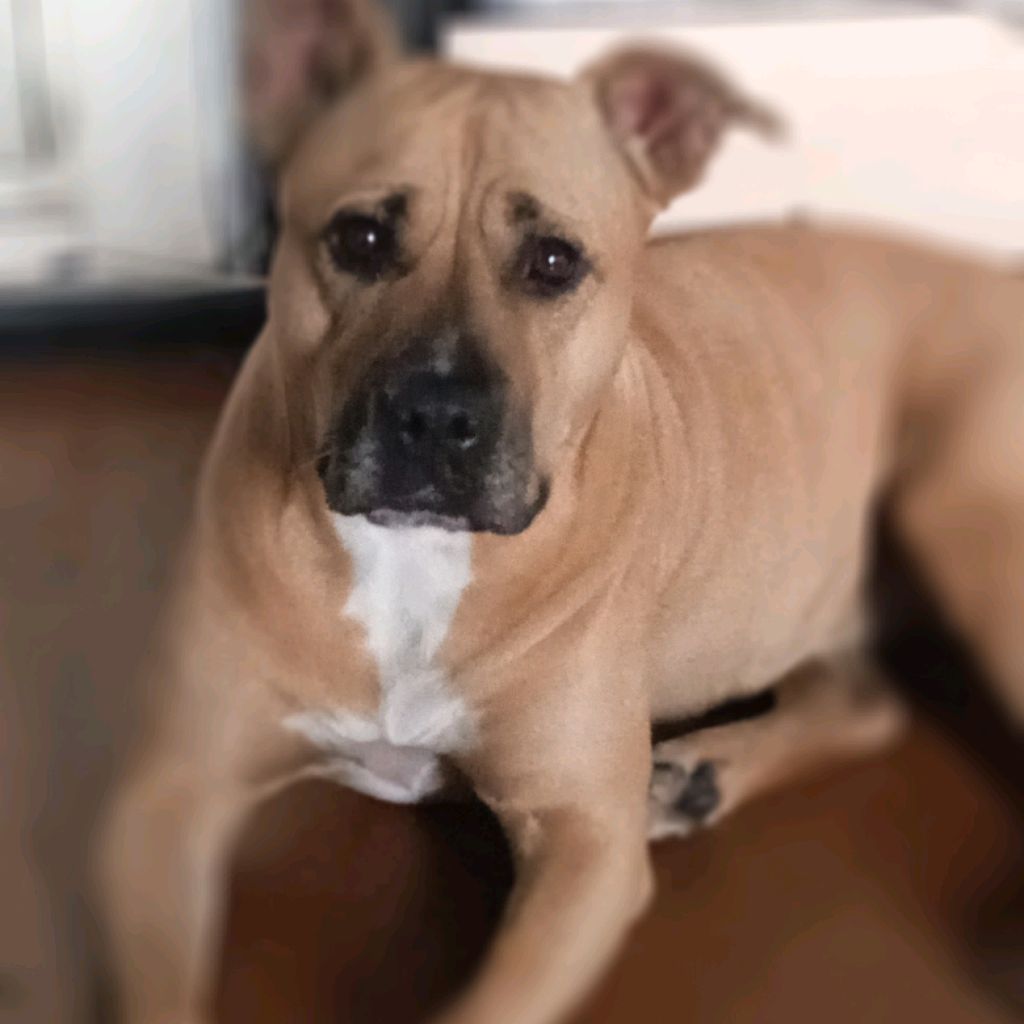 Иконка канала Любимый Стаффорд