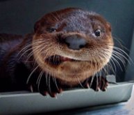 Иконка канала Amigogold