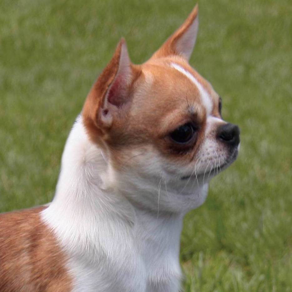 Иконка канала Helikos Kennel