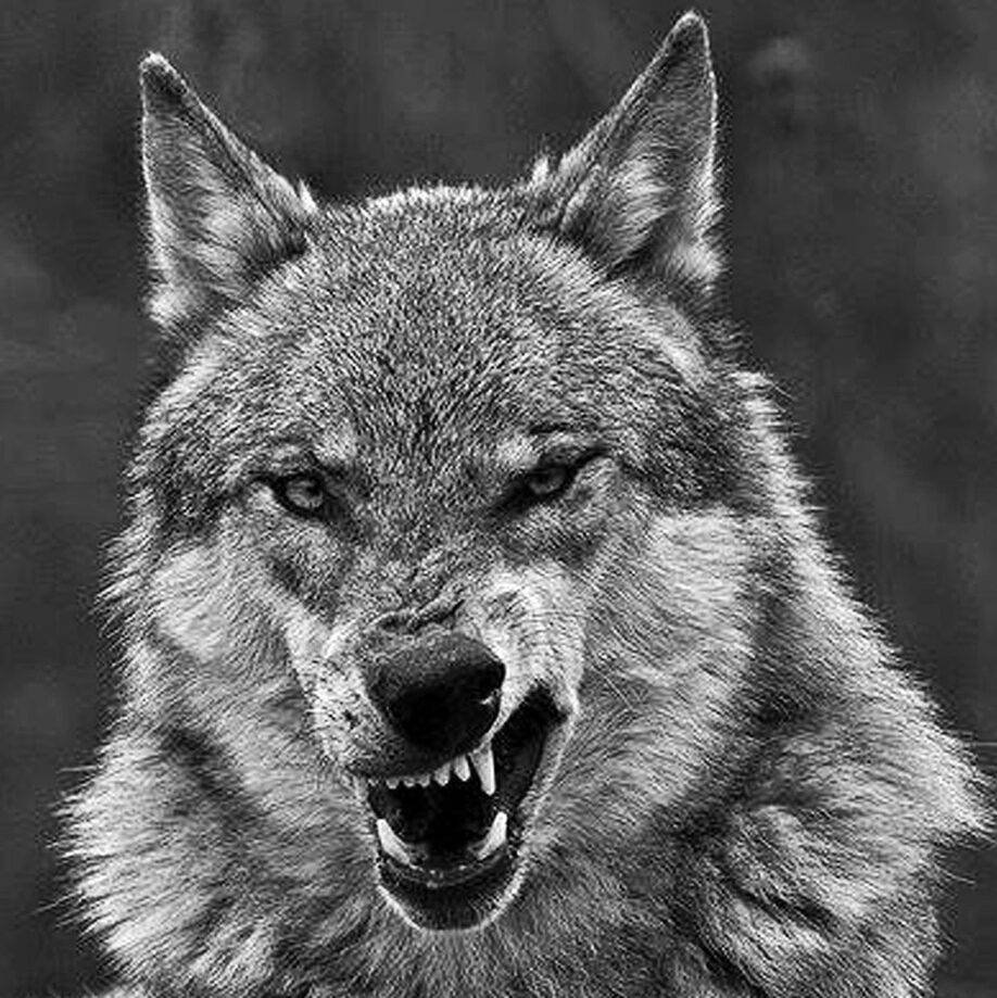 Иконка канала ♏༺Vikτ☢r-PʀIᴢʀAᴋシ༻♏