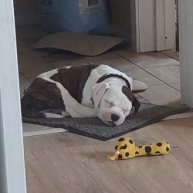 Иконка канала Американский бульдог Jerr Казань