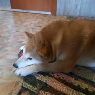 Иконка канала AURORA.TS