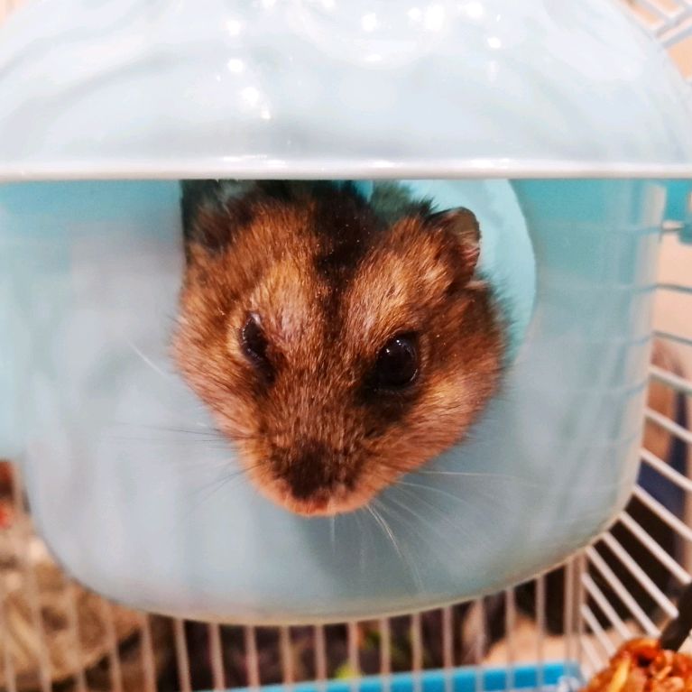 Иконка канала Busya TV