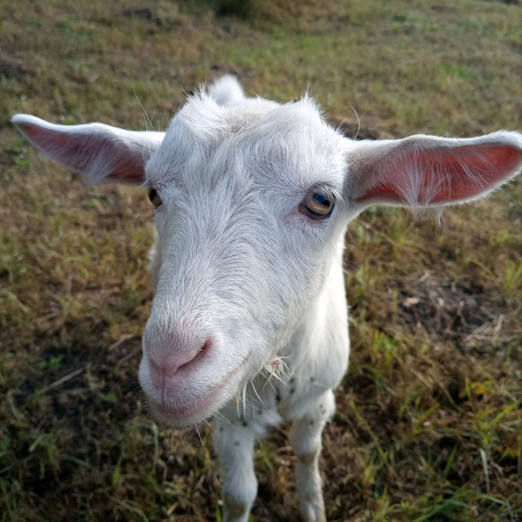 Иконка канала Фермерские будни
