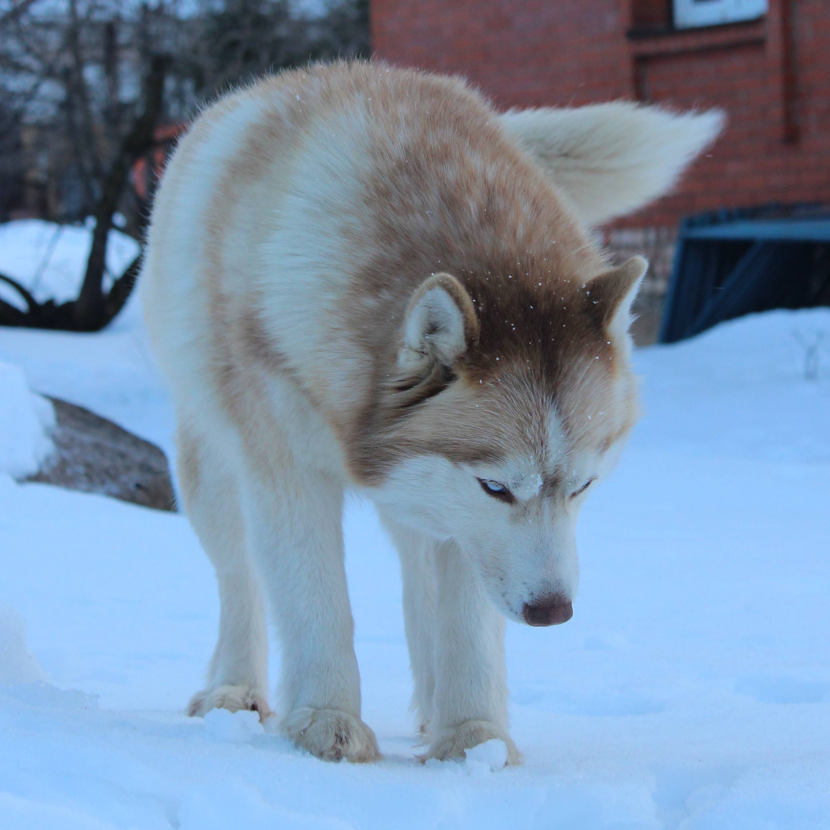 Иконка канала 1es_loups