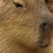 Иконка канала Собачиня #1