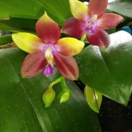 Иконка канала ИннА ОРХИдома