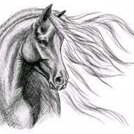 Иконка канала wildhors