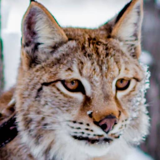 Иконка канала Зooбратья и Рыси