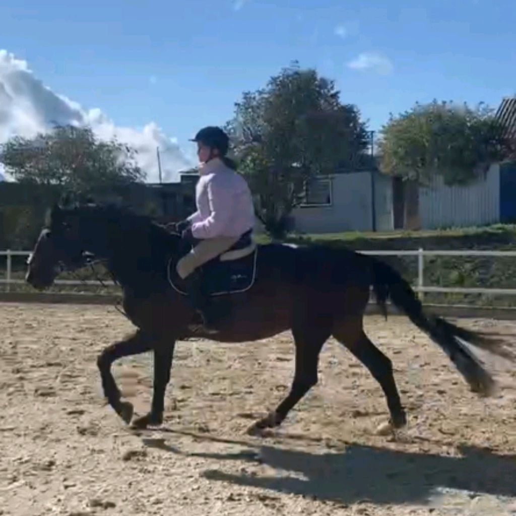 Смотреть Sasha kipr horse на RUTUBE: 3 подборки видео – онлайн ...